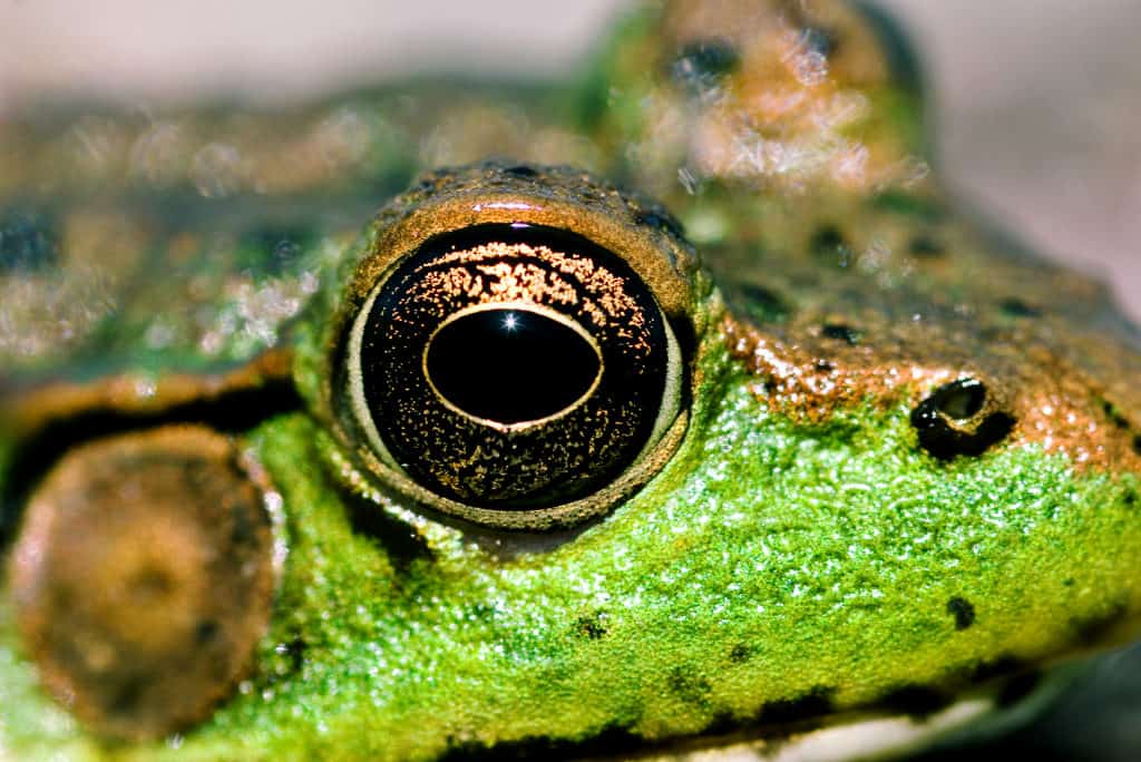 Fun Facts About Frogs | Garden Buildings Direct Blog