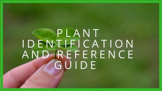 The Ultimate Plant Identification UK - Guide for Beginners