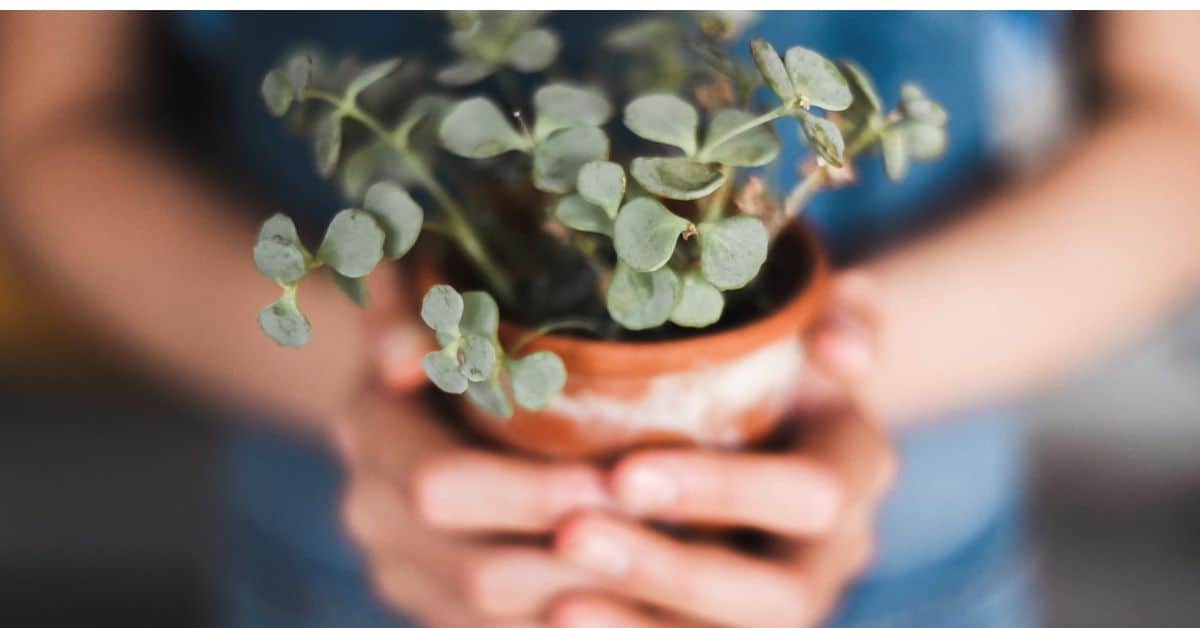 the-ultimate-plant-identification-uk-guide-for-beginners